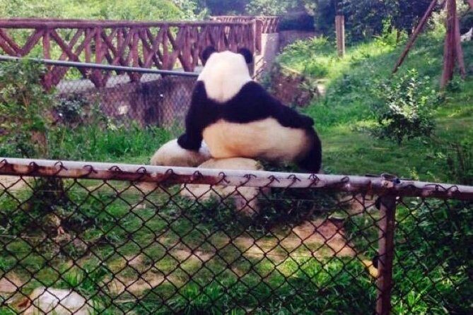 Half Day Private Chengdu Panda Center Layover Tour - FAQ