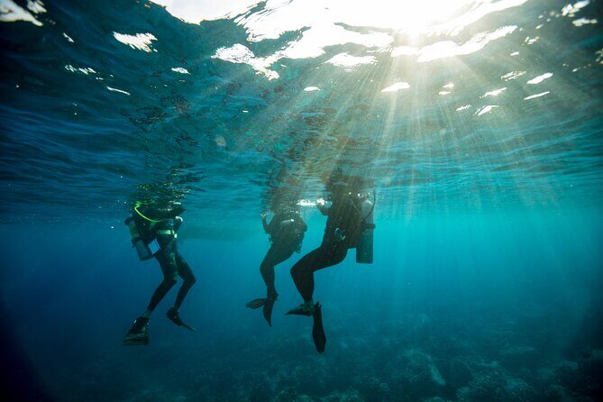 Half-Day Private Discover Dive at Australia's Iconic Beach - Who Is This Tour Best For?