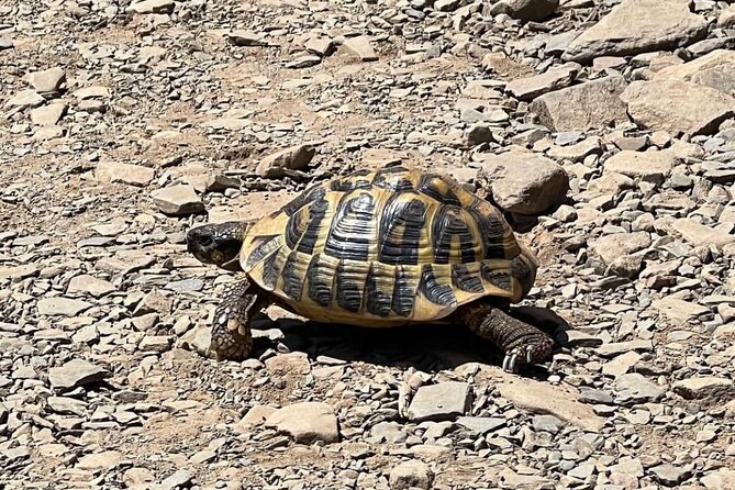 Half Day Private Guided Exclusive Hiking Experiences in Menorca - The Sum Up