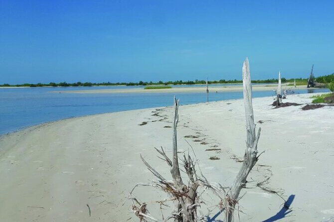 Half-Day Private Guided Nature of Floridas Gulf Coast Eco Tour - The Cost and Its Value