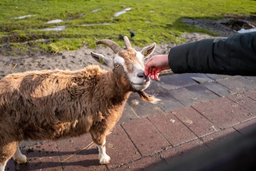 Half-Day Private Guided Sightseeing Tour of Zaanse Schans - Final Thoughts