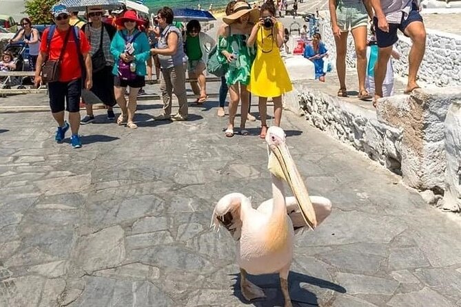 Half-Day Private Guided Tour in Mykonos up to 6 - Customer Reviews and Recommendations