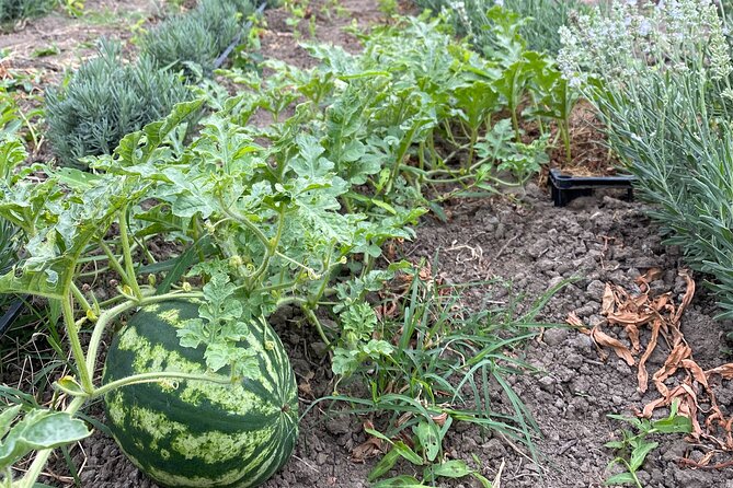 Half-Day Private Guided Tour of Orheiul Vechi and a Farmhouse - Visiting the Farmhouse