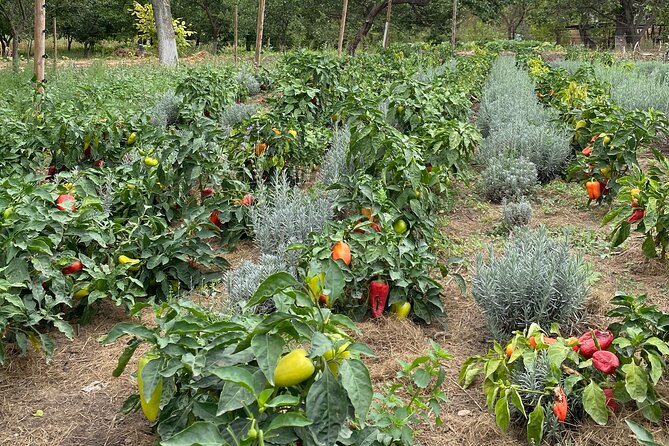 Half-Day Private Guided Tour of Orheiul Vechi and a Farmhouse - Experiencing Rural Life