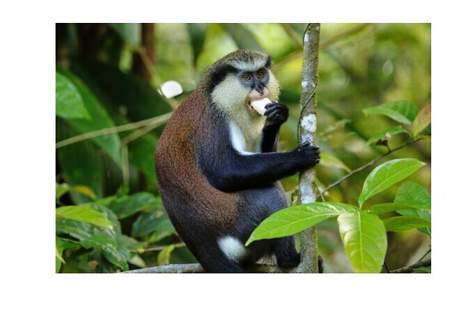 Half Day Private Island Adventure in Grenada - A Detailed Breakdown of the Itinerary