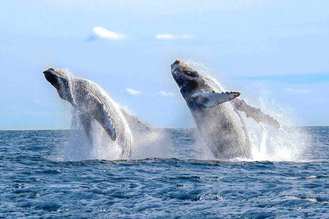 Half Day Private Sailing Cruise Puerto Vallarta with Snorkeling - Authentic Experiences and Authenticity