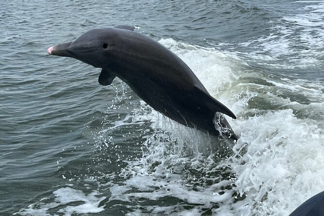 Half Day Private Shelling Dolphin EcoTour in 10 000 Island Marco - Key Points