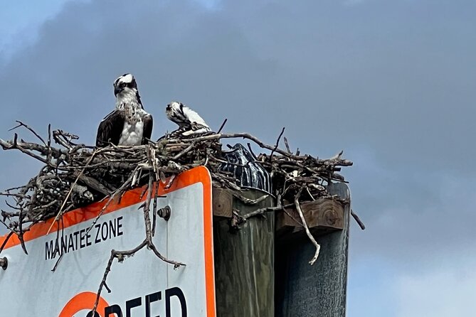 Half Day Private Shelling Dolphin EcoTour in 10 000 Island Marco - The Authentic Touch: What Travelers Say