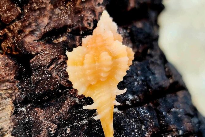 Half Day Private Shelling Dolphin EcoTour in 10 000 Island Marco - Who Is This Tour Best For?