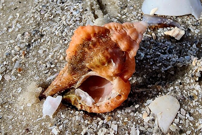 Half Day Private Shelling Dolphin EcoTour in 10 000 Island Marco - FAQs