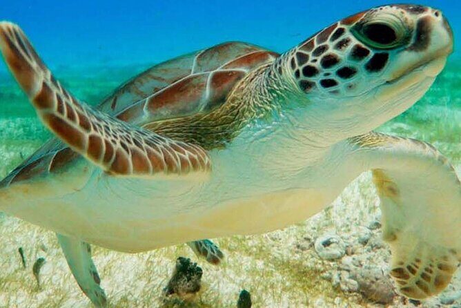 Half Day Private Snorkeling with Turtles and Majestic Cenotes - Introduction: A Tailored Tulum Experience That Combines Culture and Nature