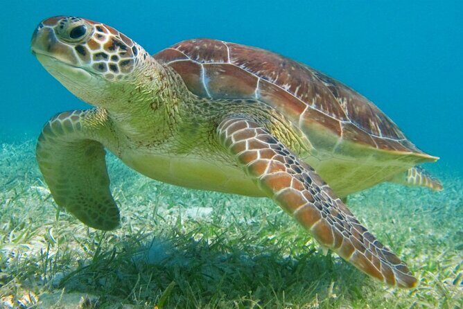 Half Day Private Snorkeling with Turtles and Majestic Cenotes - The Experience in Action: Real Travelers’ Perspectives