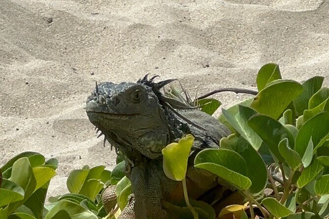 Half Day Private Sun and Snorkel exploring the Turks and Caicos - Value for Money