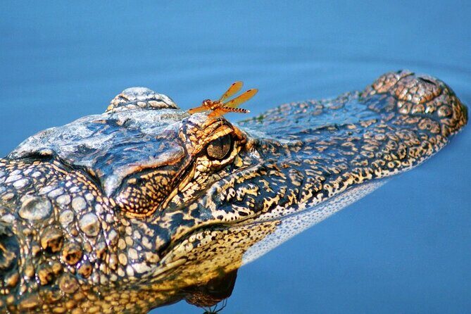 Half Day Private Swamp Experience in Louisiana - Who Should Consider This Tour?