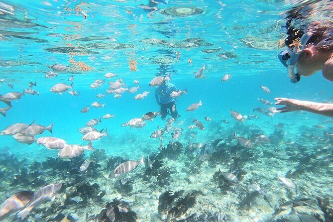 Half Day Private Tour to Islamorada Alligator Reef and Sandbar - What the Tour Offers in Detail