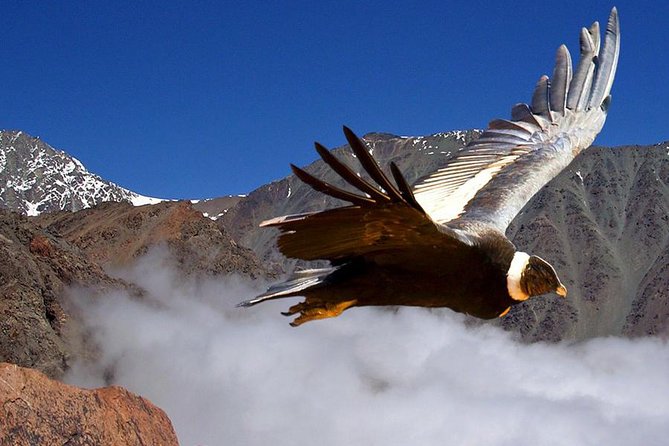 Half Day Private Trip to Valle Nevado With Cheese and Wine Carbon Neutral Trip - Key Points