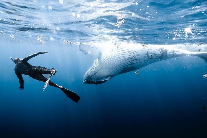 Half Day Private Whale Watching in Moorea - Price and Value Analysis