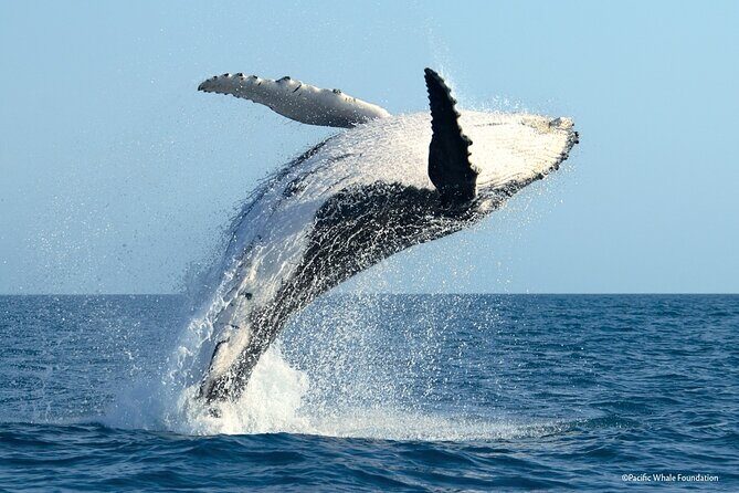 Half Day Private Whale Watching in Moorea - Frequently Asked Questions