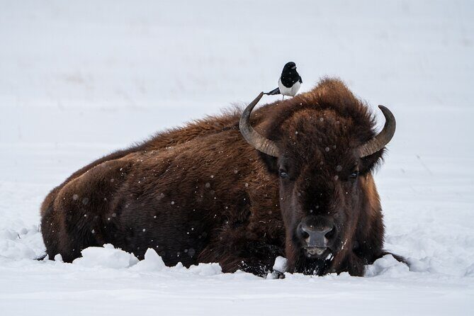 Half Day Private Wildlife Photography Tour in Yellowstone - In-Depth Look at the Tour Experience