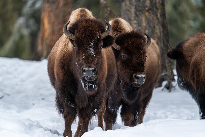 Half Day Private Wildlife Photography Tour in Yellowstone - Final Thoughts