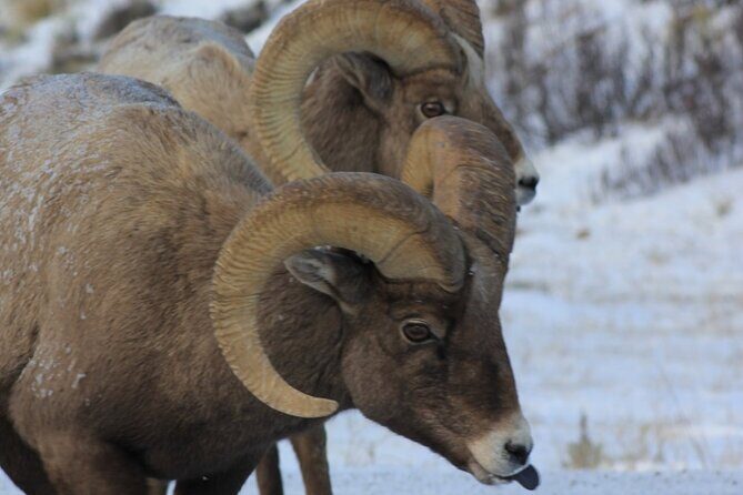 Half Day Private Winter Wildlife Tours in Jackson Hole - What Makes This Tour Special?
