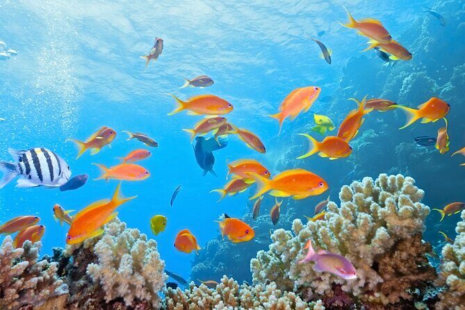 Half-Day Puerto Morelos Snorkeling Experience with Lunch - FAQ