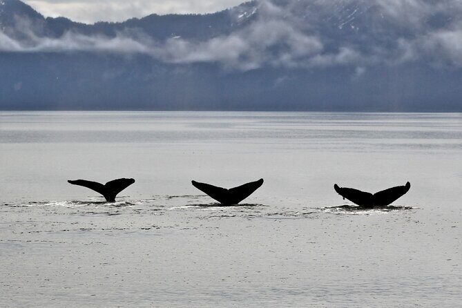 Half-day Resurrection Bay & Wildlife Tour from Seward - Practical Details and Logistics