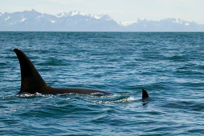 Half-day Resurrection Bay & Wildlife Tour from Seward - What Travelers Are Saying
