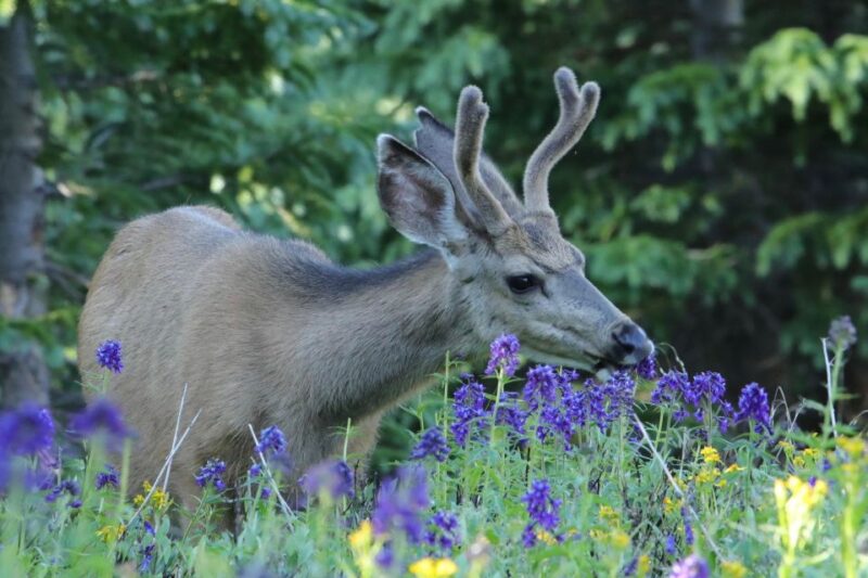Half-Day RMNP Lakes and Meadows Tour-RMNPhotographer - Transportation and Accessibility