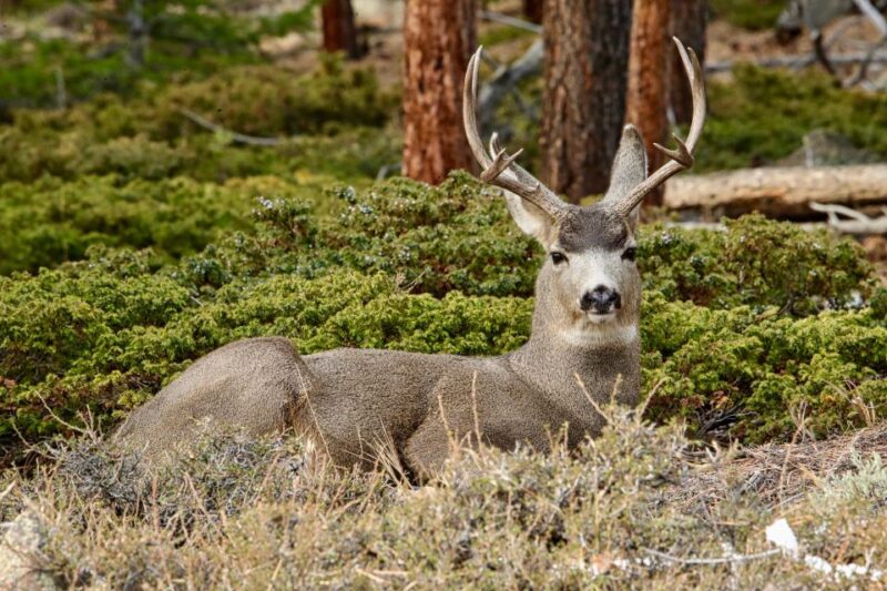 Half-Day RMNP Lakes and Meadows Tour-RMNPhotographer - What Travelers Are Saying