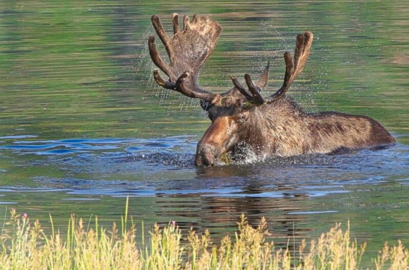 Half-Day RMNP Lakes and Meadows Tour-RMNPhotographer - The Sum Up