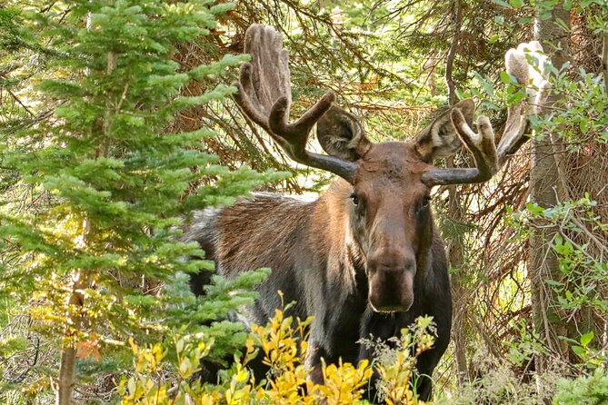 Half-Day Rocky Mountain National Park Mountains to Sky Tour - RMNPhotographer - Accessibility Features