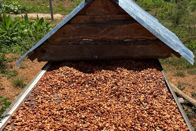 Half Day Safari and ATV or horses from Punta Cana - Overall Value and Suitability