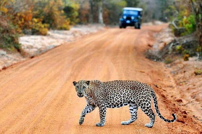 Half Day Safari at Yala National Park From Hambantota - Key Points