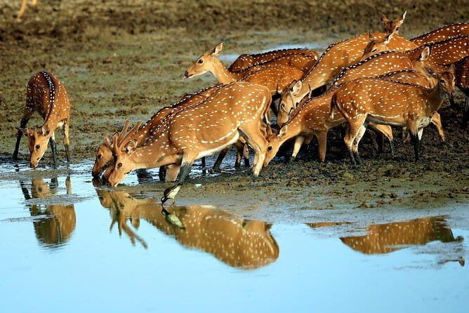 Half Day Safari at Yala National Park From Hambantota - A Closer Look at the Experience