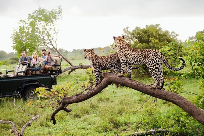 Half Day Safari at Yala National Park From Yala / Tissamaharama - Discovering Yala: A Practical Safari Experience for Wildlife Enthusiasts