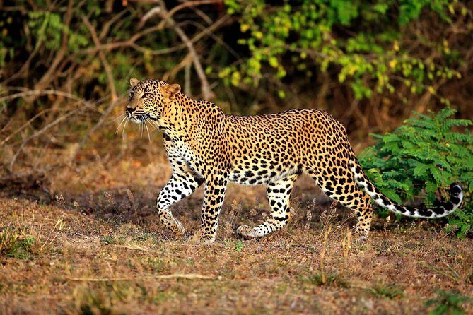 Half Day Safari at Yala National Park From Yala / Tissamaharama - In-Depth Look at the Safari Experience