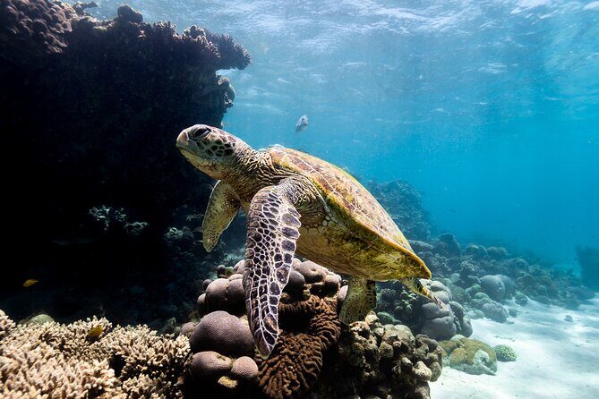 Half Day Sailing and Snorkeling Tour from Coral Bay - In-Depth Look at the Tour
