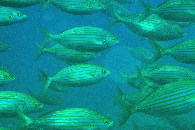 Half-Day Sailing Excursion - Important Considerations