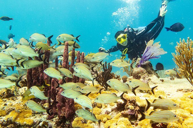 Half-Day Scuba Diving in Playa del Carmen for Small-Group - Key Points