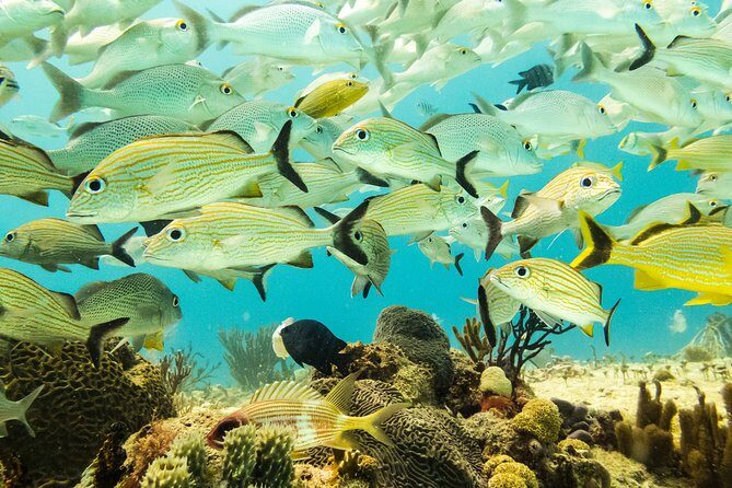 Half-Day Scuba Diving in Playa del Carmen for Small-Group - The Itinerary in Detail