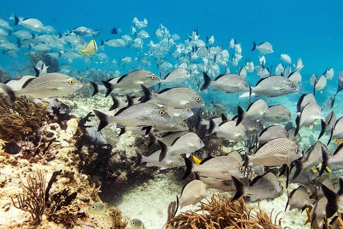 Half-Day Scuba Diving in Playa del Carmen for Small-Group - Reviews and Real Experiences