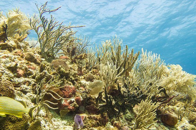 Half-Day Scuba Diving in Playa del Carmen for Small-Group - Pricing and Value