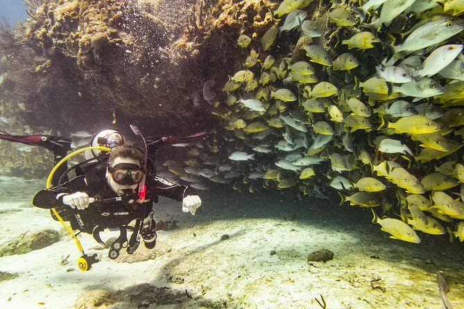 Half-Day Scuba Diving in Playa del Carmen for Small-Group - Who Should Consider This Tour?