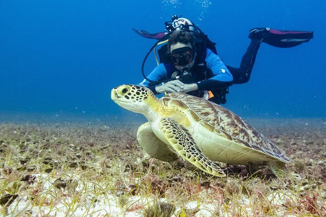 Half-Day Scuba Diving in Playa del Carmen for Small-Group - The Sum Up