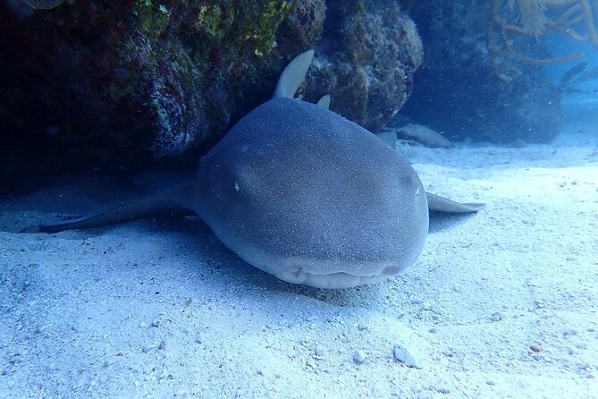 Half Day Scuba Diving Trip in the Florida Keys - Accessibility and Restrictions