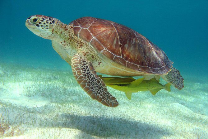 Half-Day Sea Turtle and Cenote Snorkeling Tour from Cancun & Riviera Maya - An Honest Look at What You Can Expect