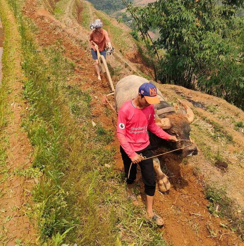 Half day Seasonal Job Experience private tour Mu Cang Chai - A Closer Look at the Itinerary
