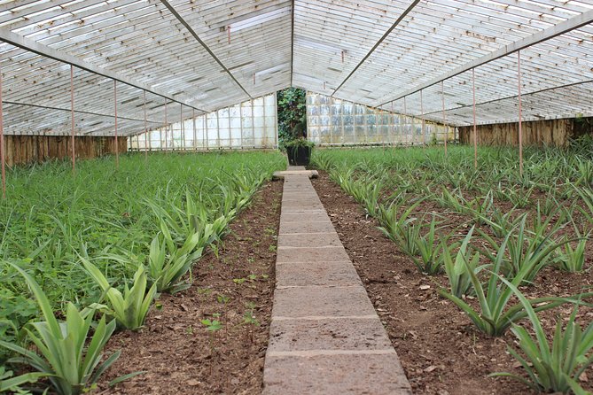 Half Day Sete Cidades (West Side of the Island) - Inclusions and Pickup Information