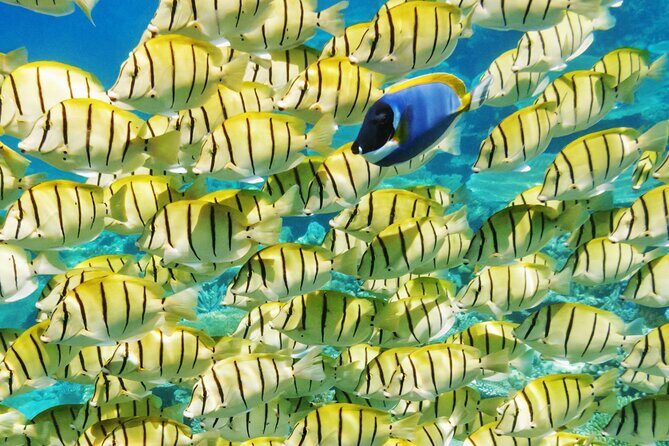 Half-Day Small-Group Cruise in Bora Bora with Snorkelling - Key Points